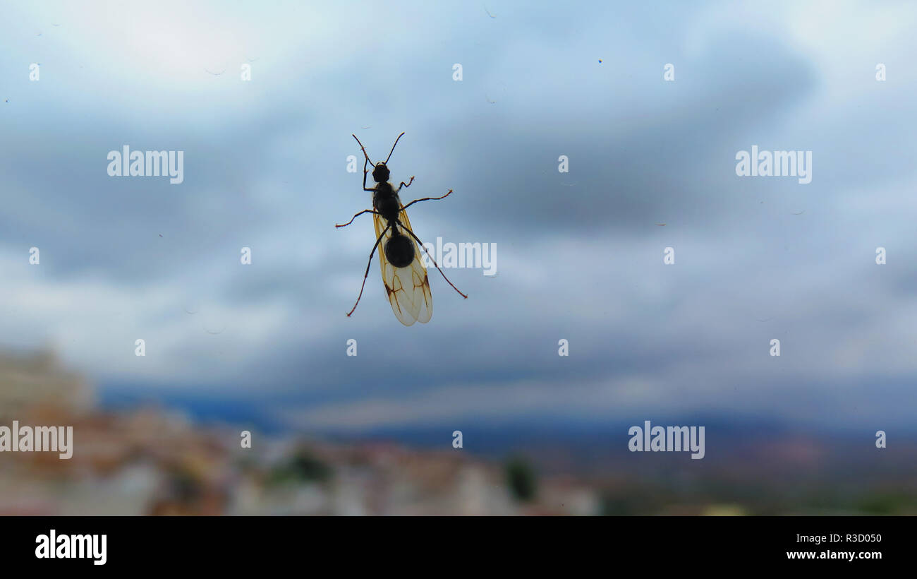Black ant flying hi-res stock photography and images - Alamy