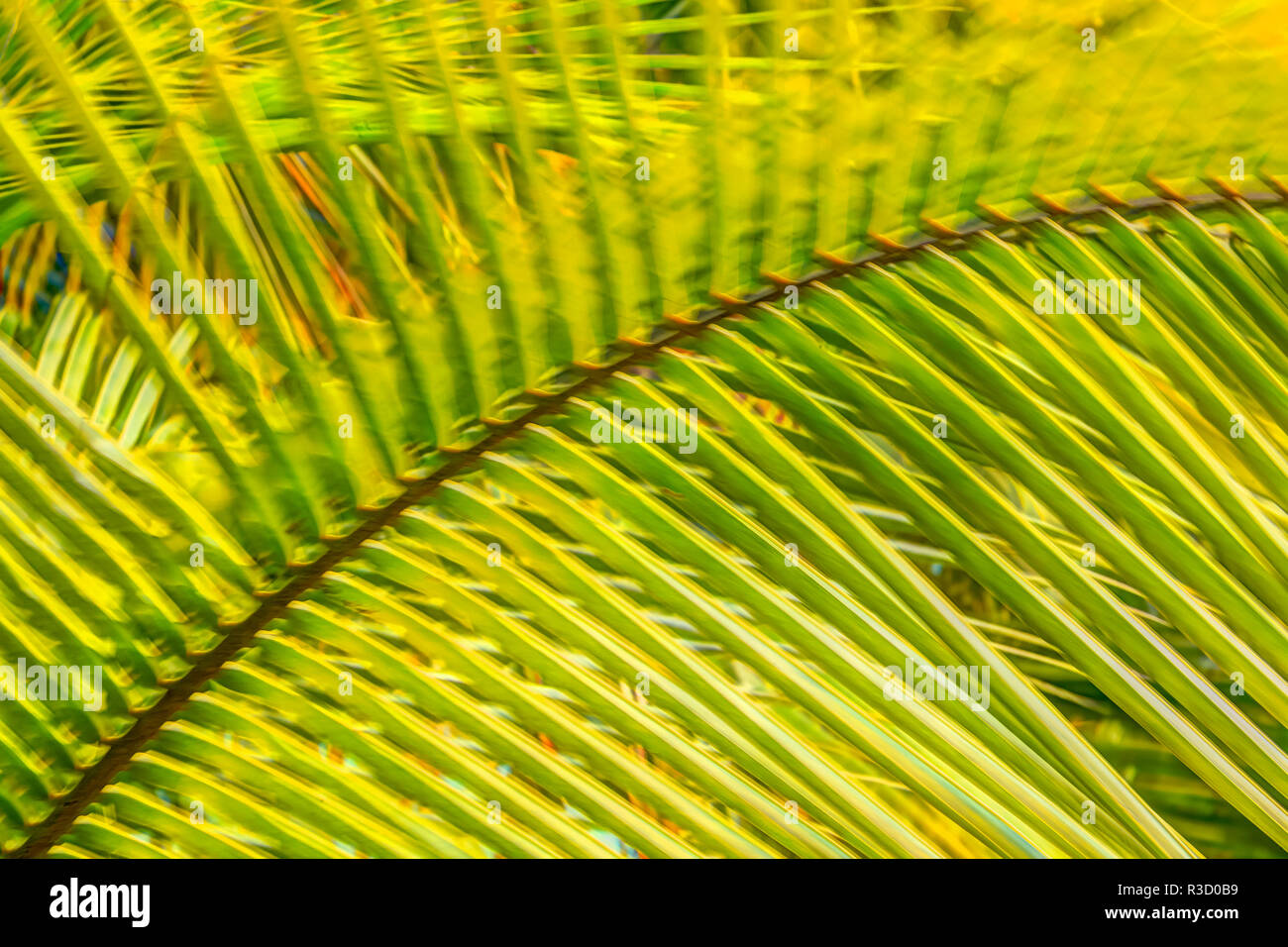 Coconut Palm Fronds, Roatan, Bay Islands, Honduras, Central America ...