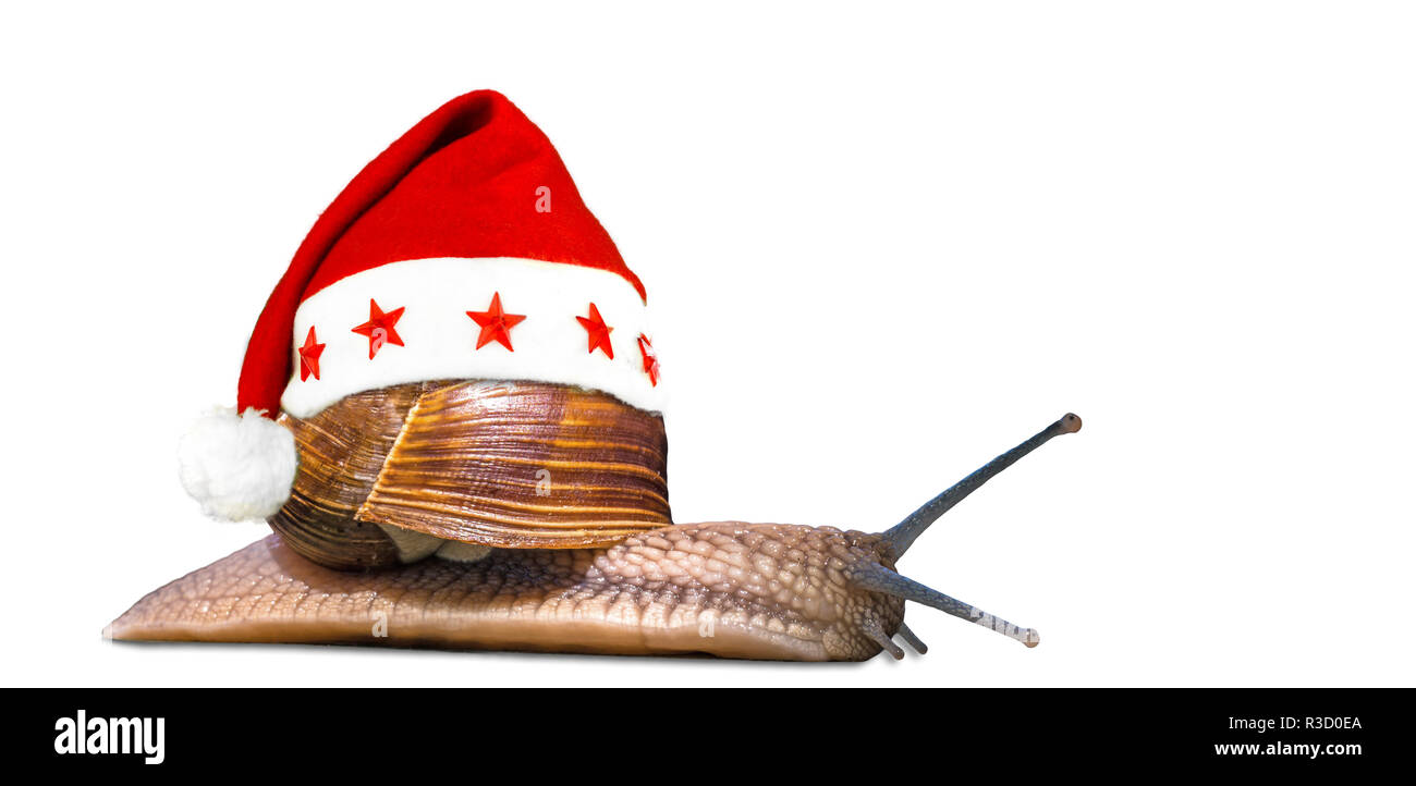 Snail Slug Stock Photos & Snail Slug Stock Images - Alamy