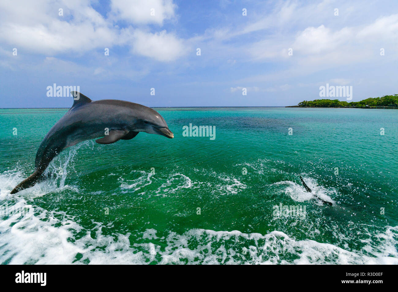 Bottlenose Dolphins (Tursiops truncatus) Caribbean Sea, near Roatan ...