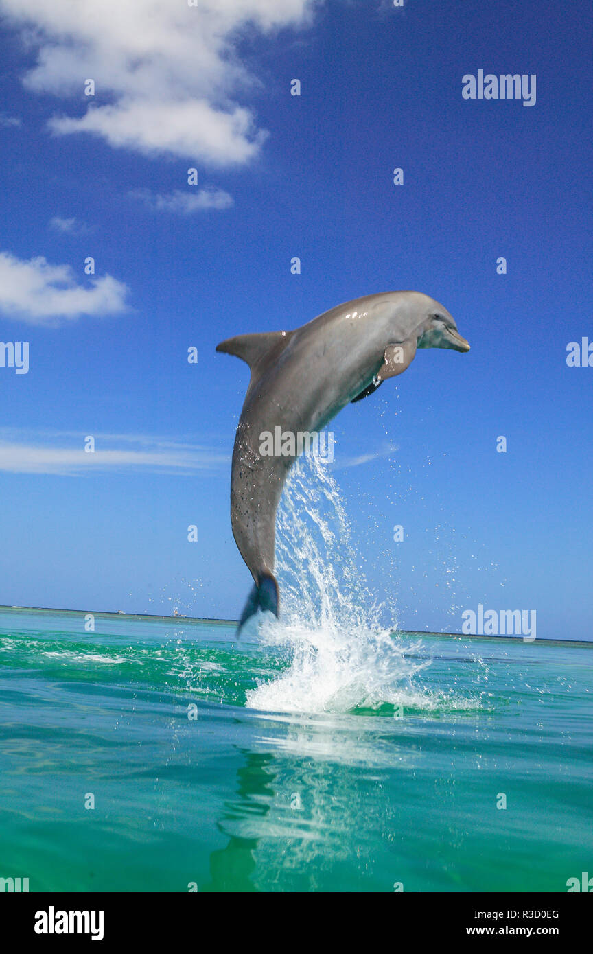 Bottlenose Dolphins (Tursiops truncatus) Caribbean Sea, near Roatan ...