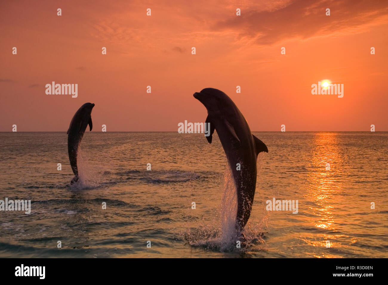 Bottlenose Dolphins (Tursiops Truncatus), Caribbean Sea, Roatan, Bay ...