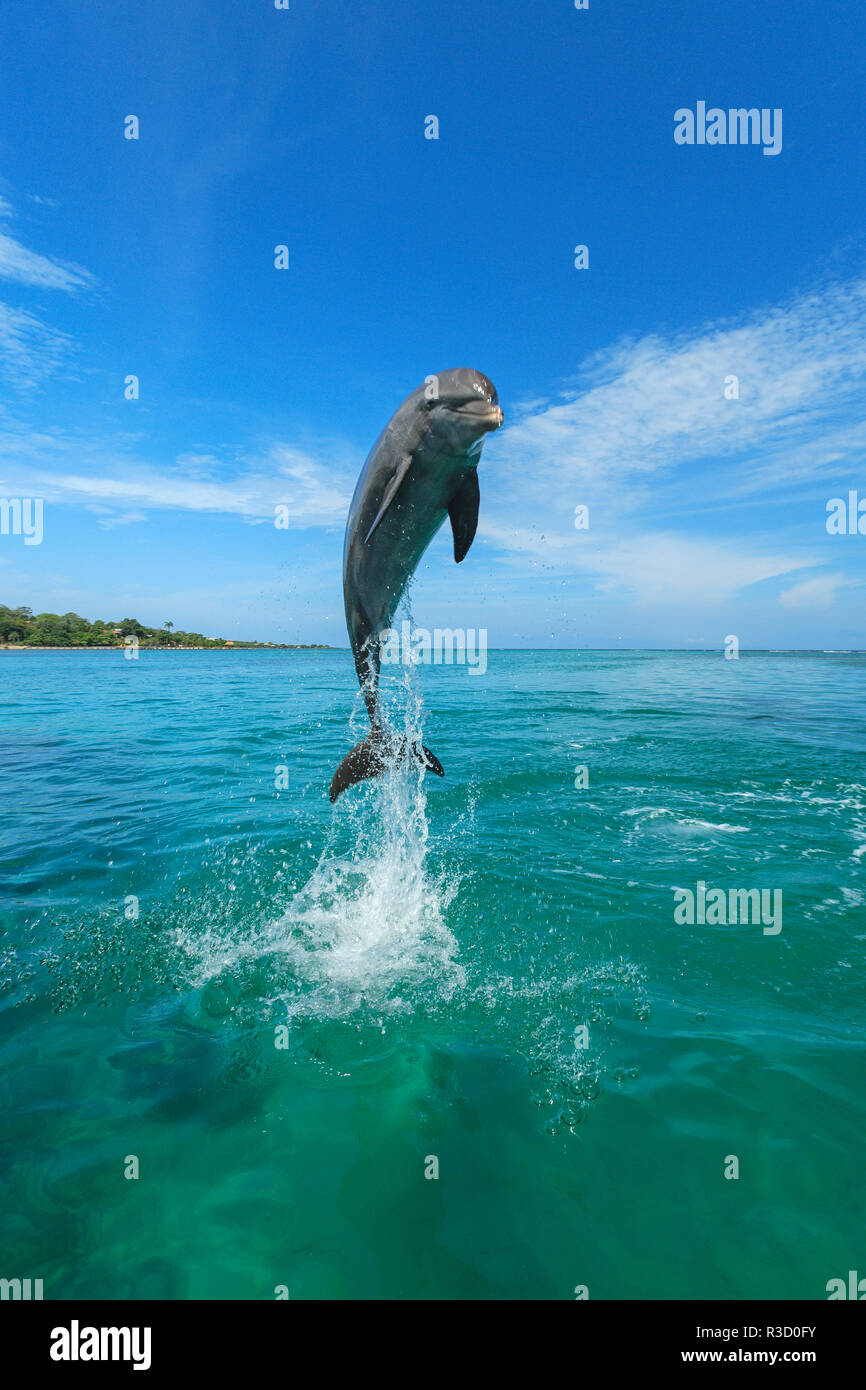 Bottlenose Dolphins (Tursiops Truncatus) Caribbean Sea, near Roatan ...