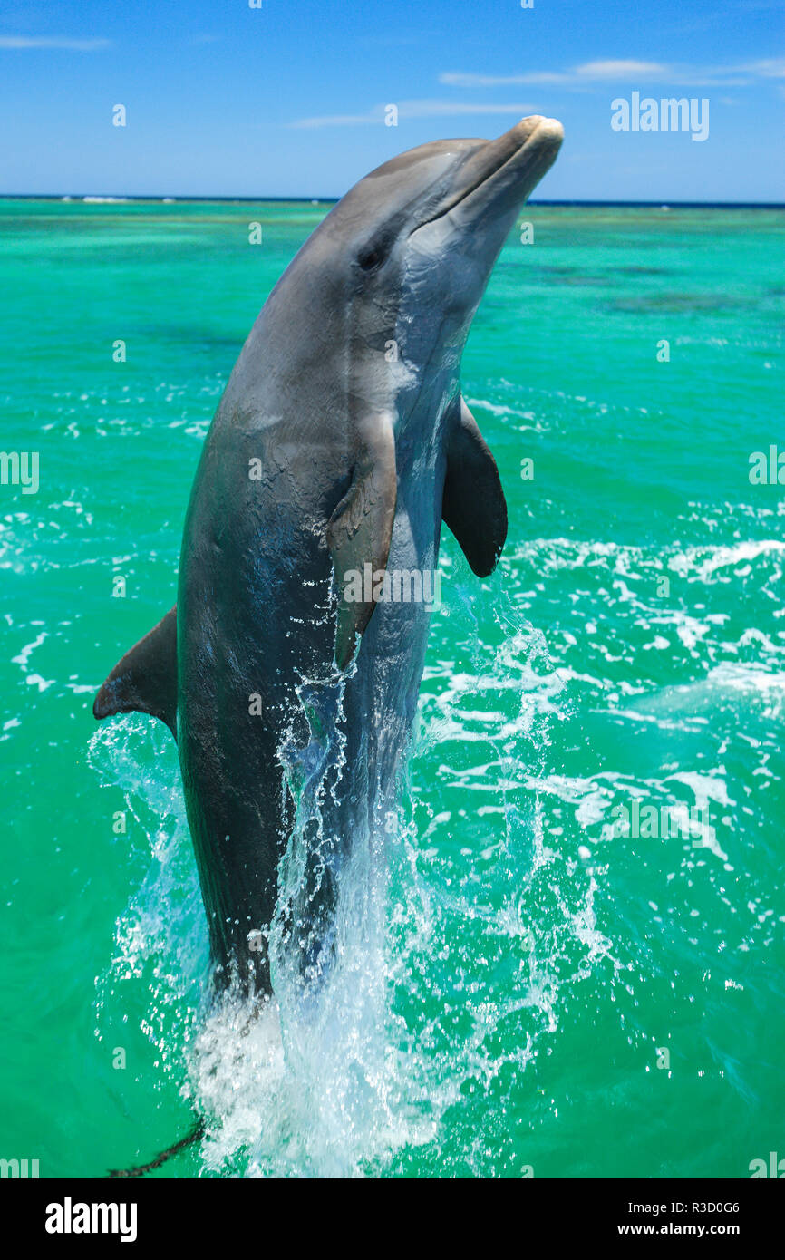 Bottlenose Dolphins (Tursiops Truncatus) Caribbean Sea, near Roatan ...