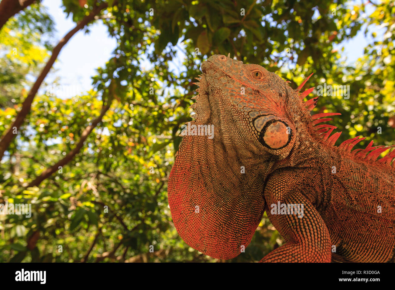 Green Iguana (Iguana iguana) Roatan, Honduras Stock Photo - Alamy