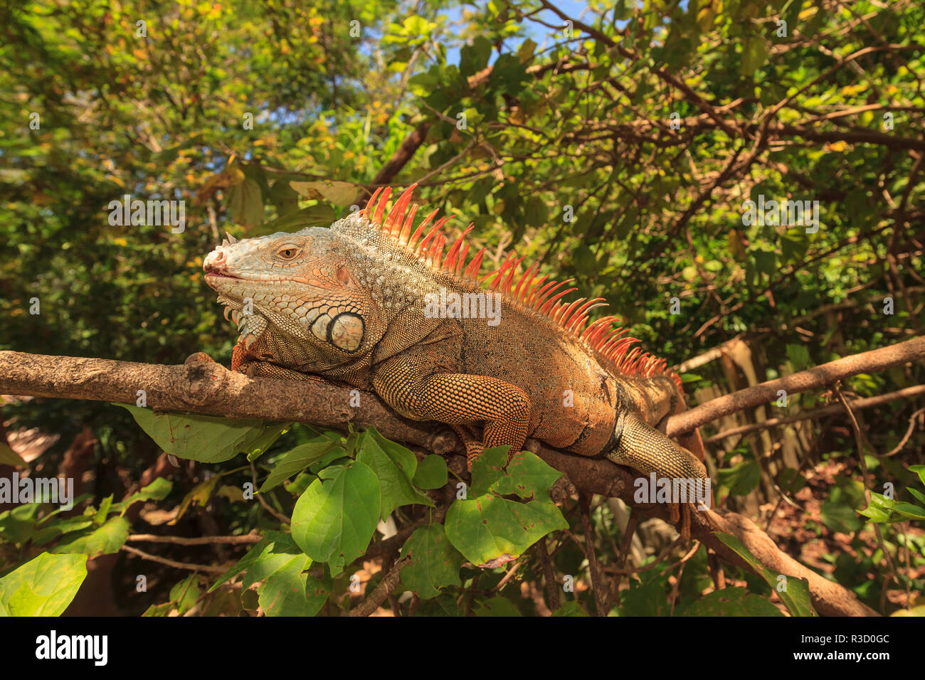 Green Iguana Farm, East End of Roatan, Bay Islands, Honduras Stock ...