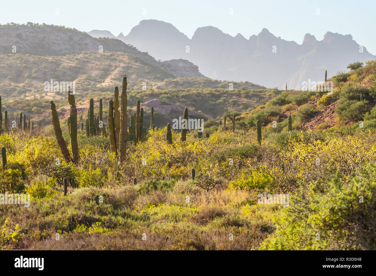 Gato cactus hi-res stock photography and images - Alamy