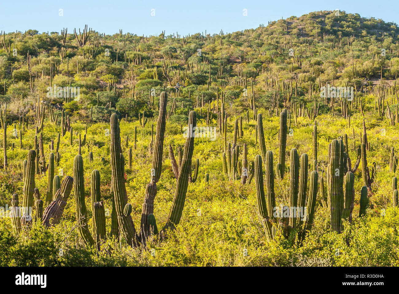 Cactus forest hi-res stock photography and images - Alamy