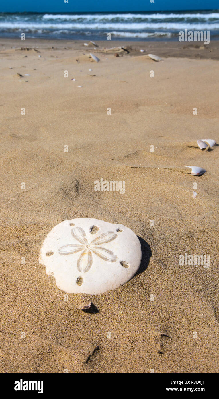 Sand Dollar Beach, Magdalena Island, Baja, Mexico. Single sand dollar ...