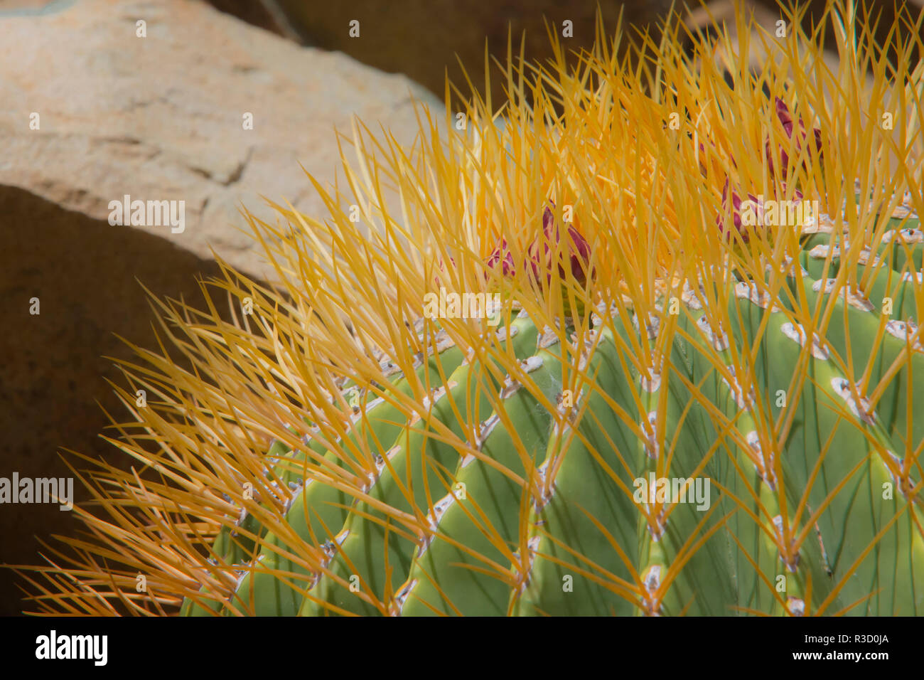 Baja, Gulf of California, Mexico. Close-up of barrel cactus Stock Photo ...