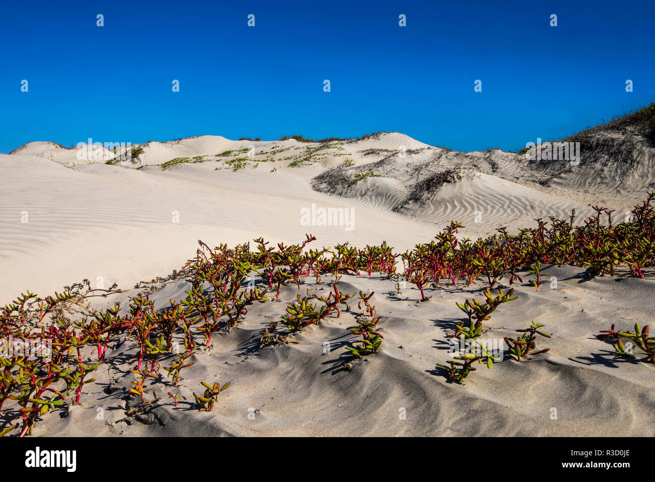 Mexico. Baja, Gulf of California, Magdalena Beach. Sand dunes Stock ...