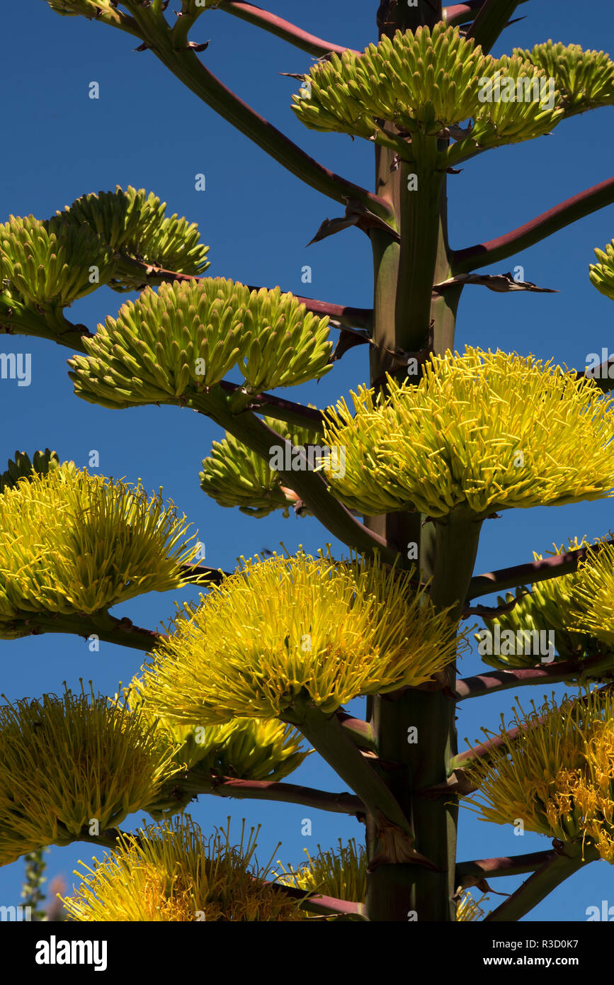 Baja California, Mexico. Blooming Agave (Agave sp.) detail near Mission ...