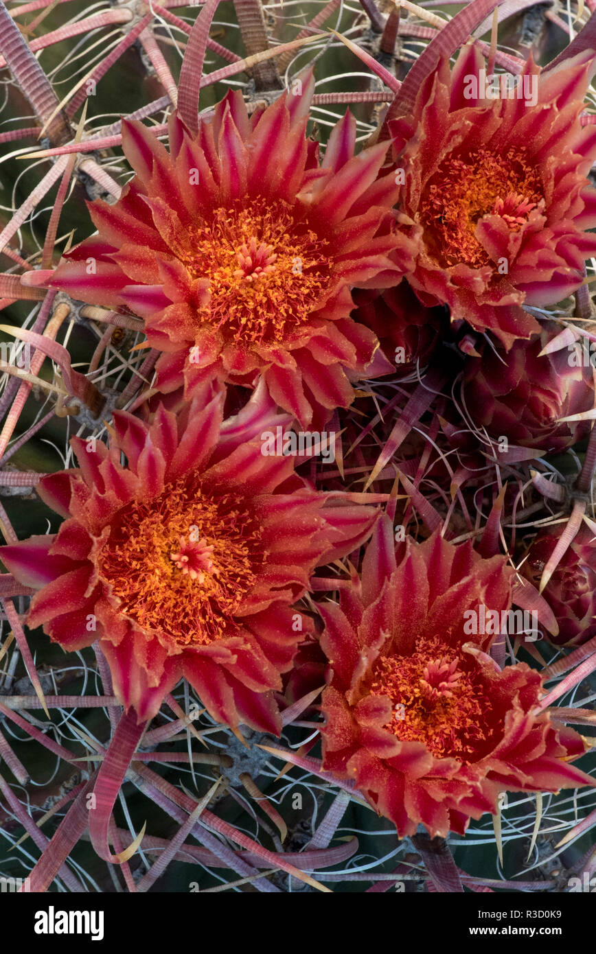 Baja California, Mexico. Red-Spined Barrel Cactus (Ferocactus gracillis ...