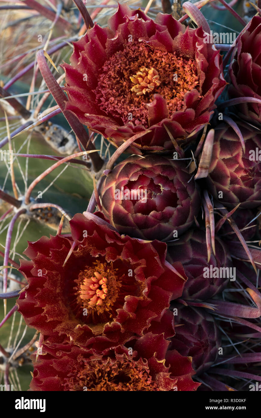 Baja California, Mexico. Red-Spined Barrel Cactus (Ferocactus gracillis ...