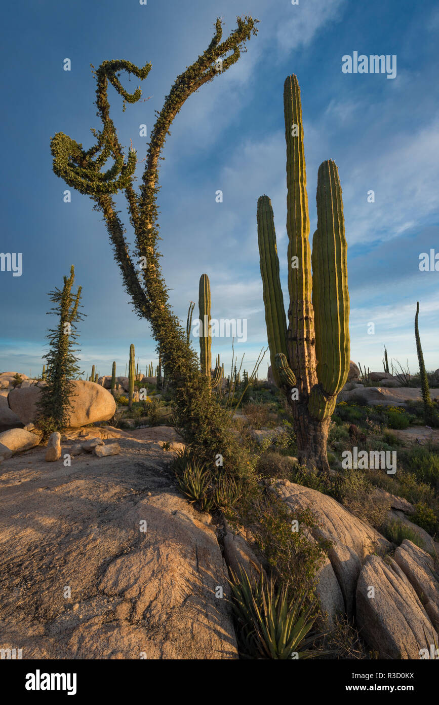 Baja California, Mexico. Early morning light on Boojum Tree and Cardon ...