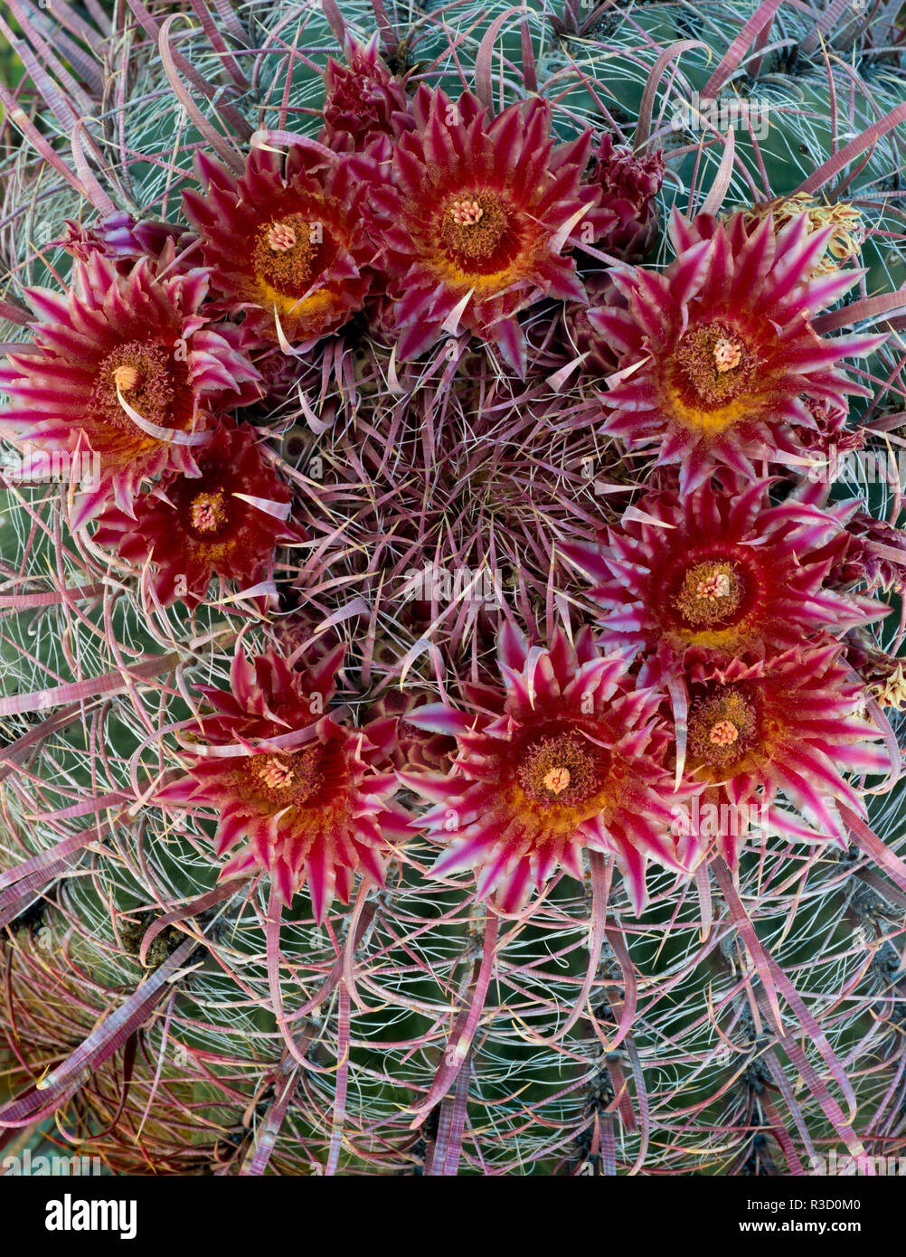 Baja California, Mexico. Red-Spined Barrel Cactus (Ferocactus gracillis ...