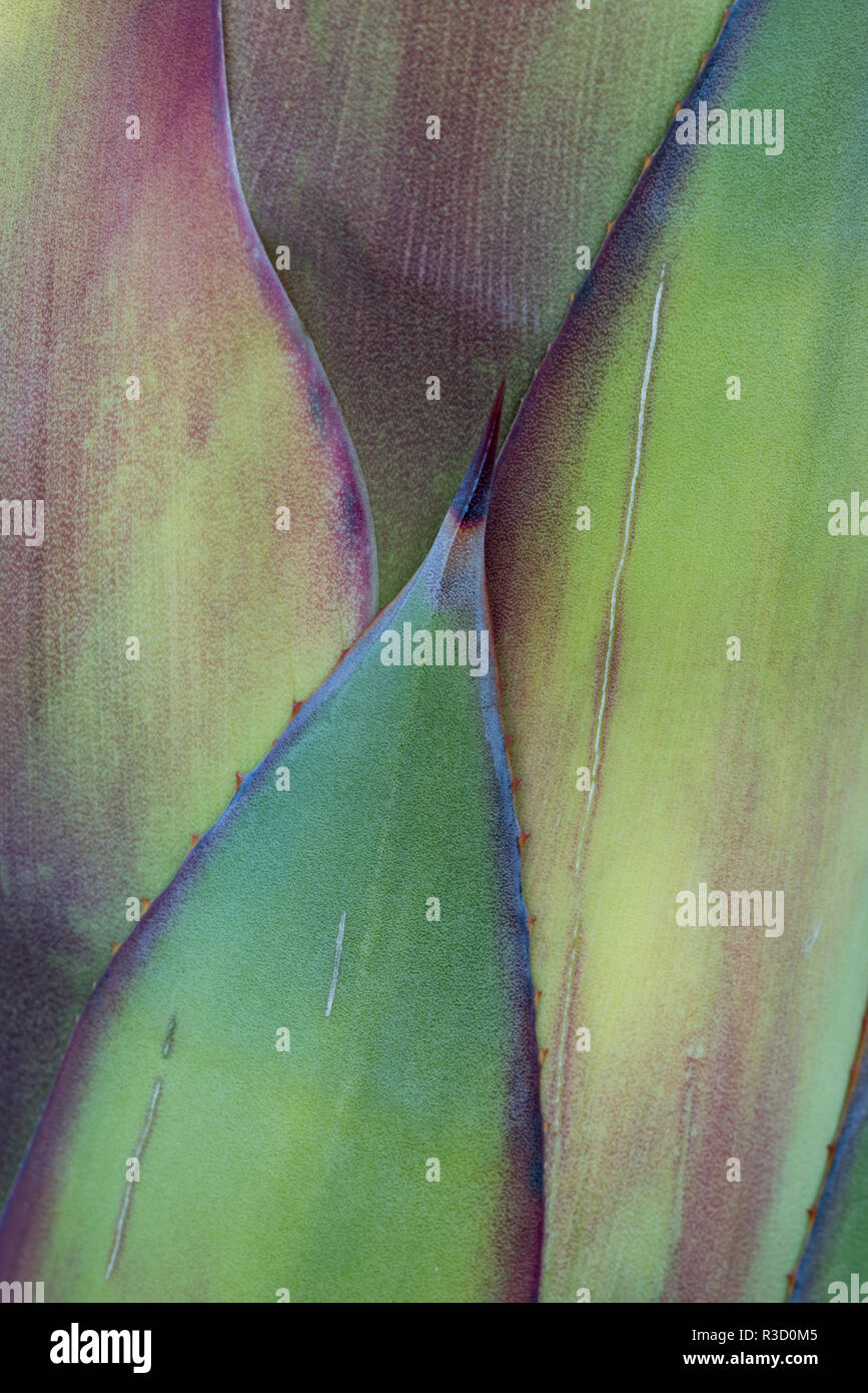 Baja California, Mexico. Colorful Agave (Agave sp.) detail Stock Photo ...