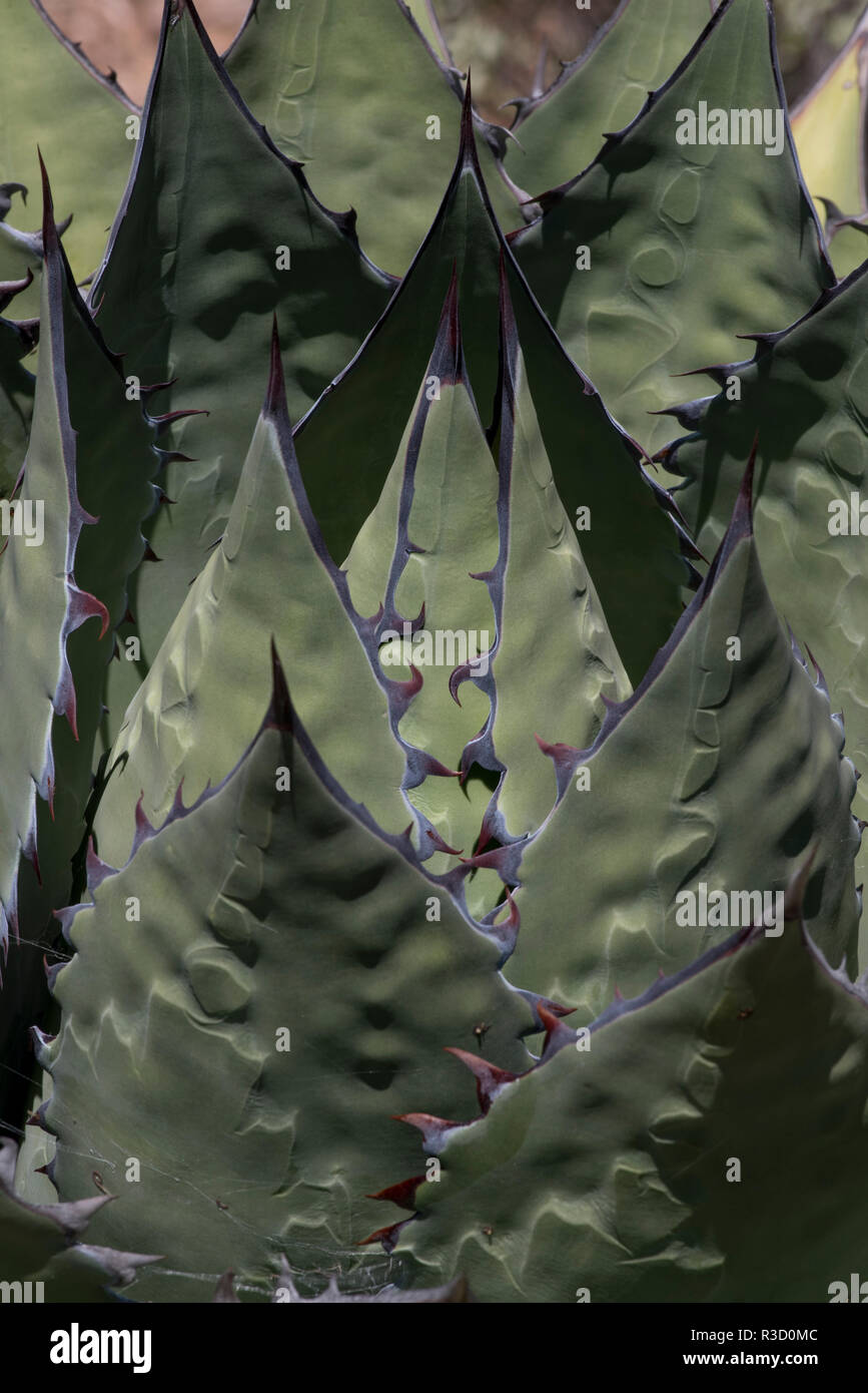 Baja California, Mexico. Green Agave leaves, detail Stock Photo - Alamy