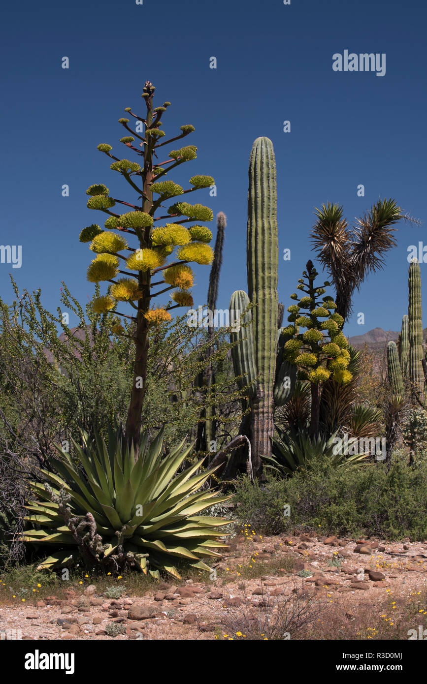 Baja California, Mexico. Blooming Agave and other desert cactus and ...