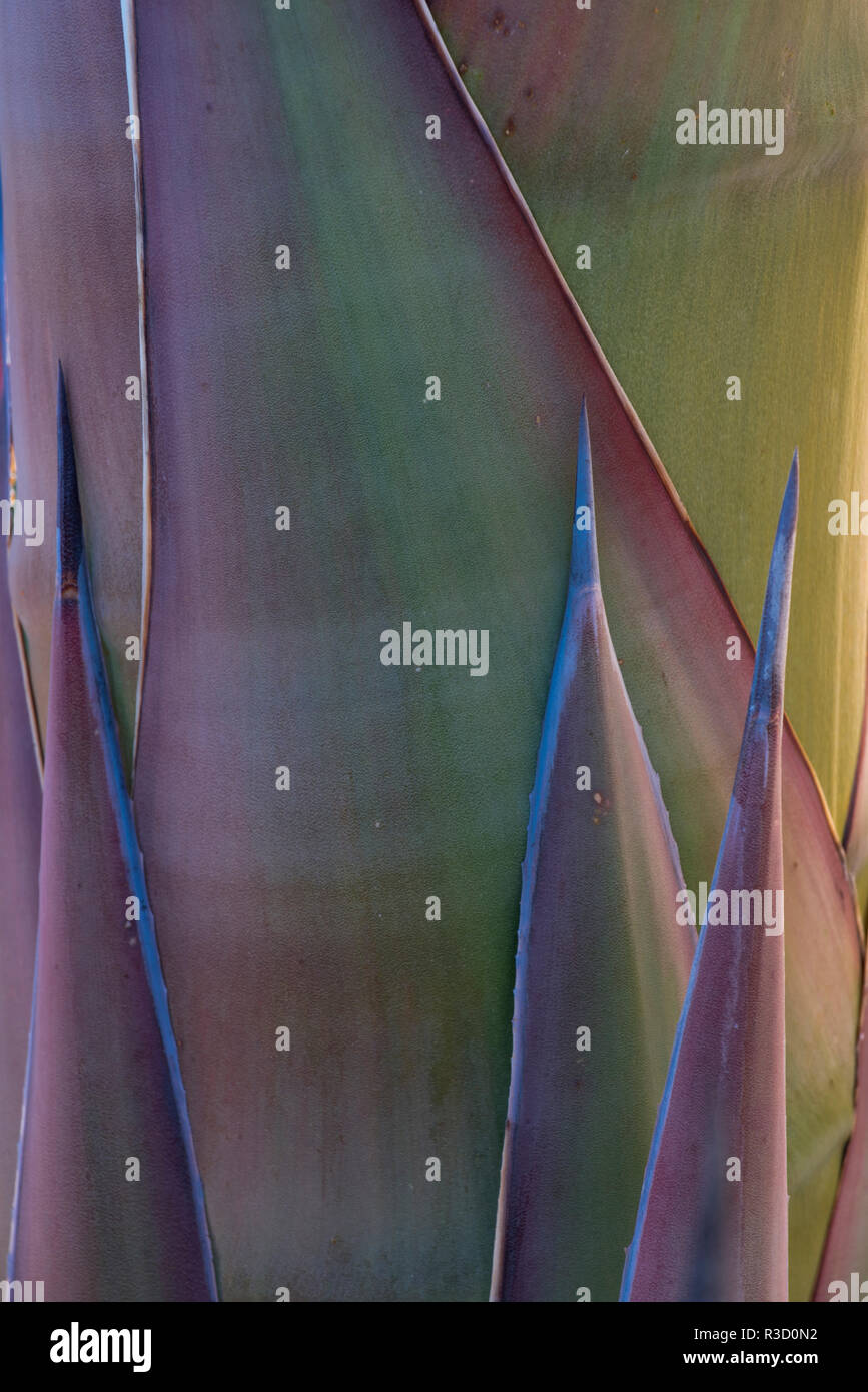 Baja california agave detail hi-res stock photography and images - Alamy
