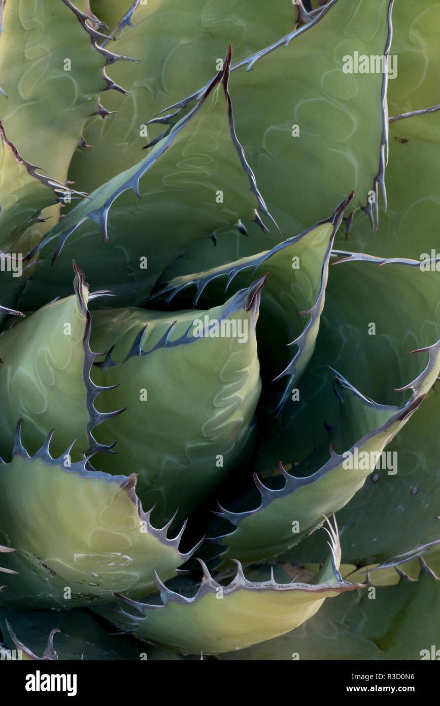 Baja California, Mexico. Green Agave leaves, detail Stock Photo - Alamy