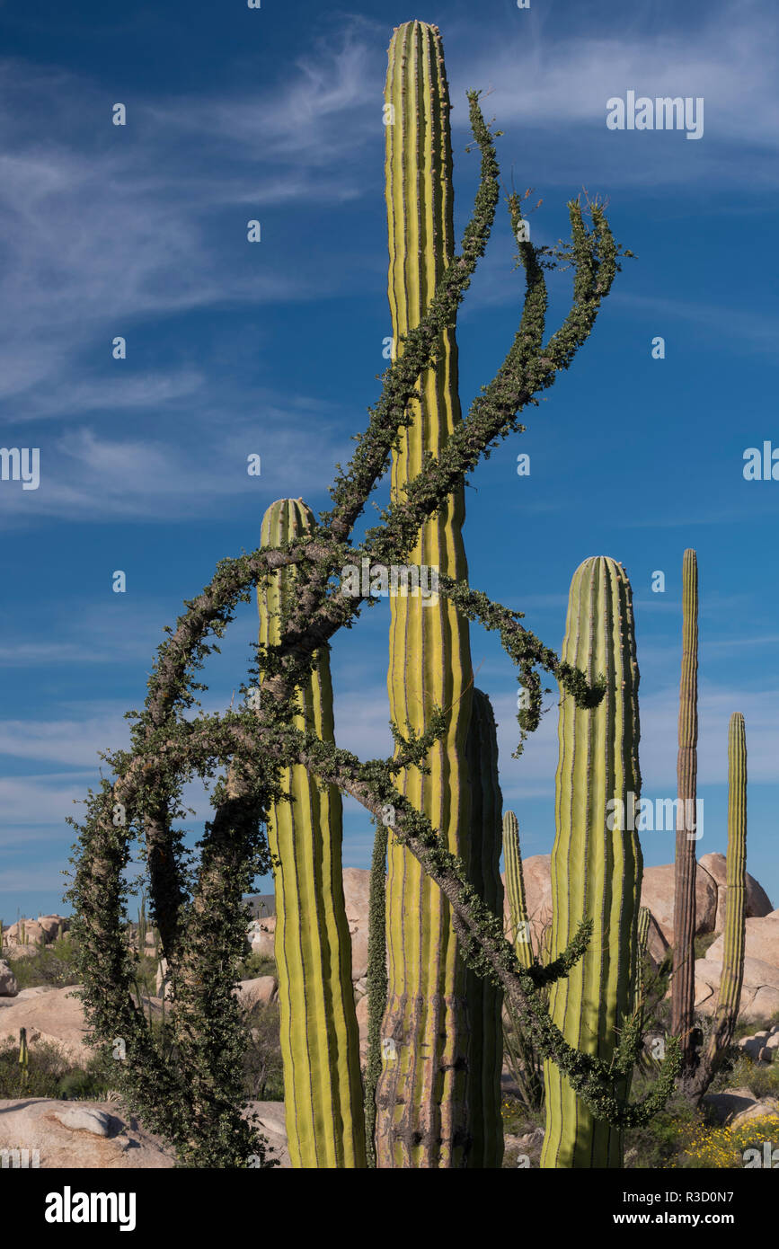Baja California, Mexico. Boojum Tree and Cardon Cactus growing among ...