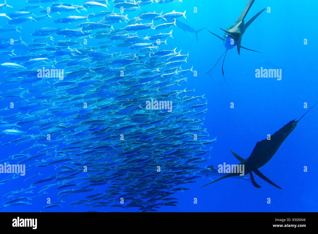 Istiophorus albicans hi-res stock photography and images - Alamy