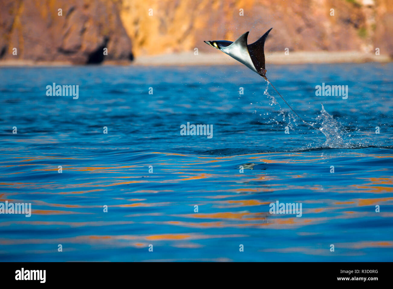 Mobula ray hi-res stock photography and images - Alamy
