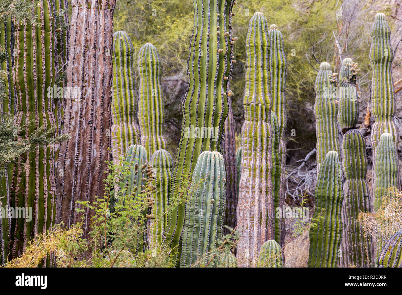Cactus landscape. Angel de la Guarda Island. Baja California, Sea of ...