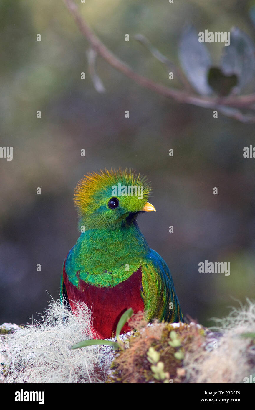 Male resplendent quetzal hi-res stock photography and images - Alamy