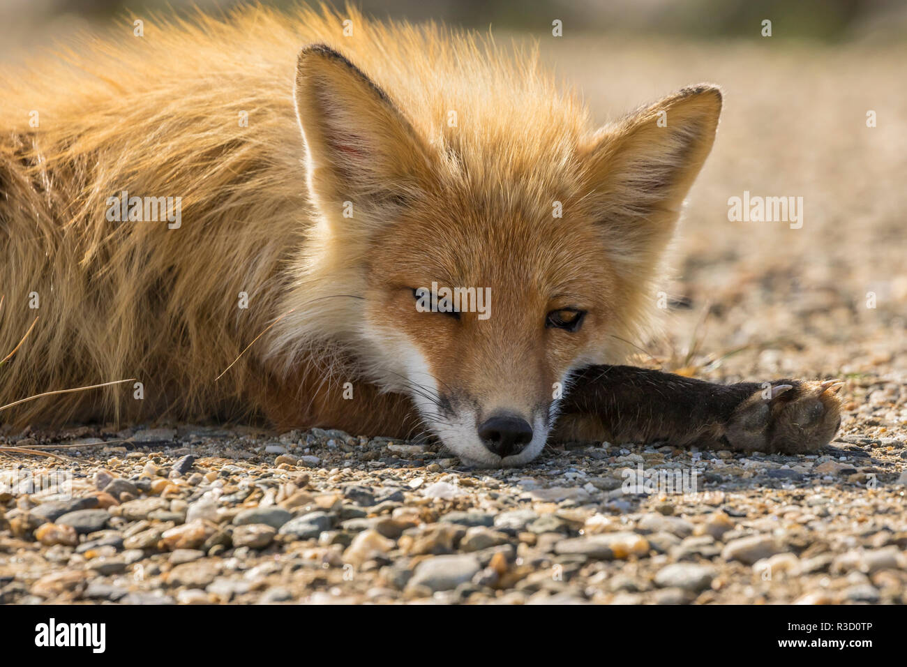 Red fox usa hi-res stock photography and images - Alamy