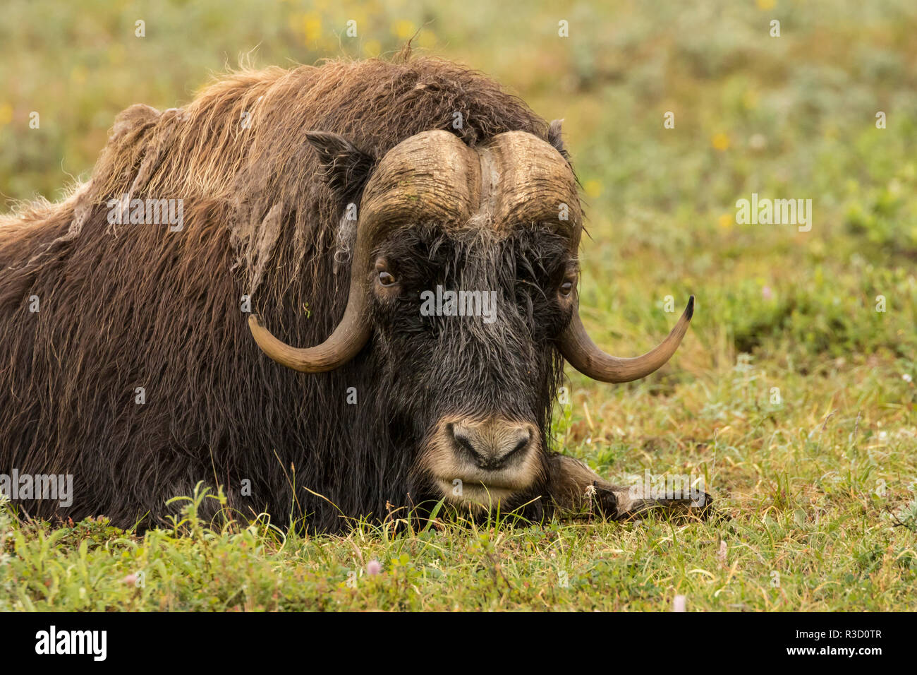 Bull resting hi-res stock photography and images - Alamy