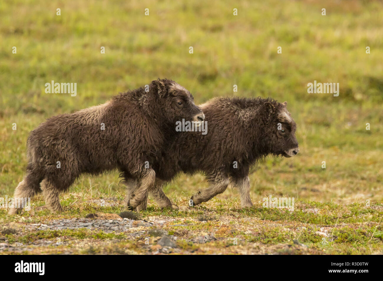 Musk ox running hi-res stock photography and images - Alamy