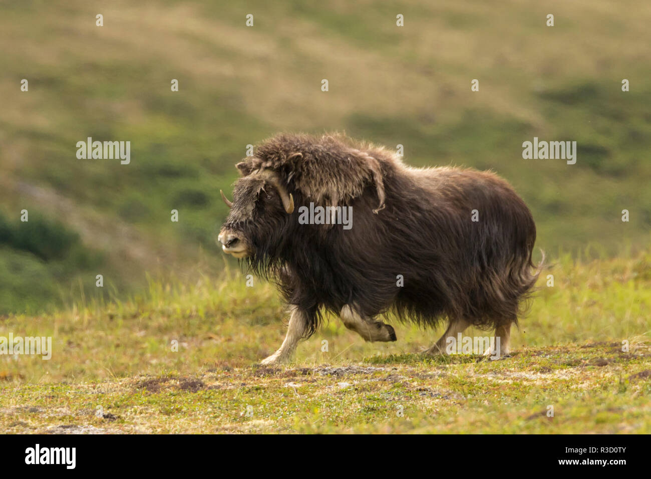 Musk ox running hi-res stock photography and images - Alamy