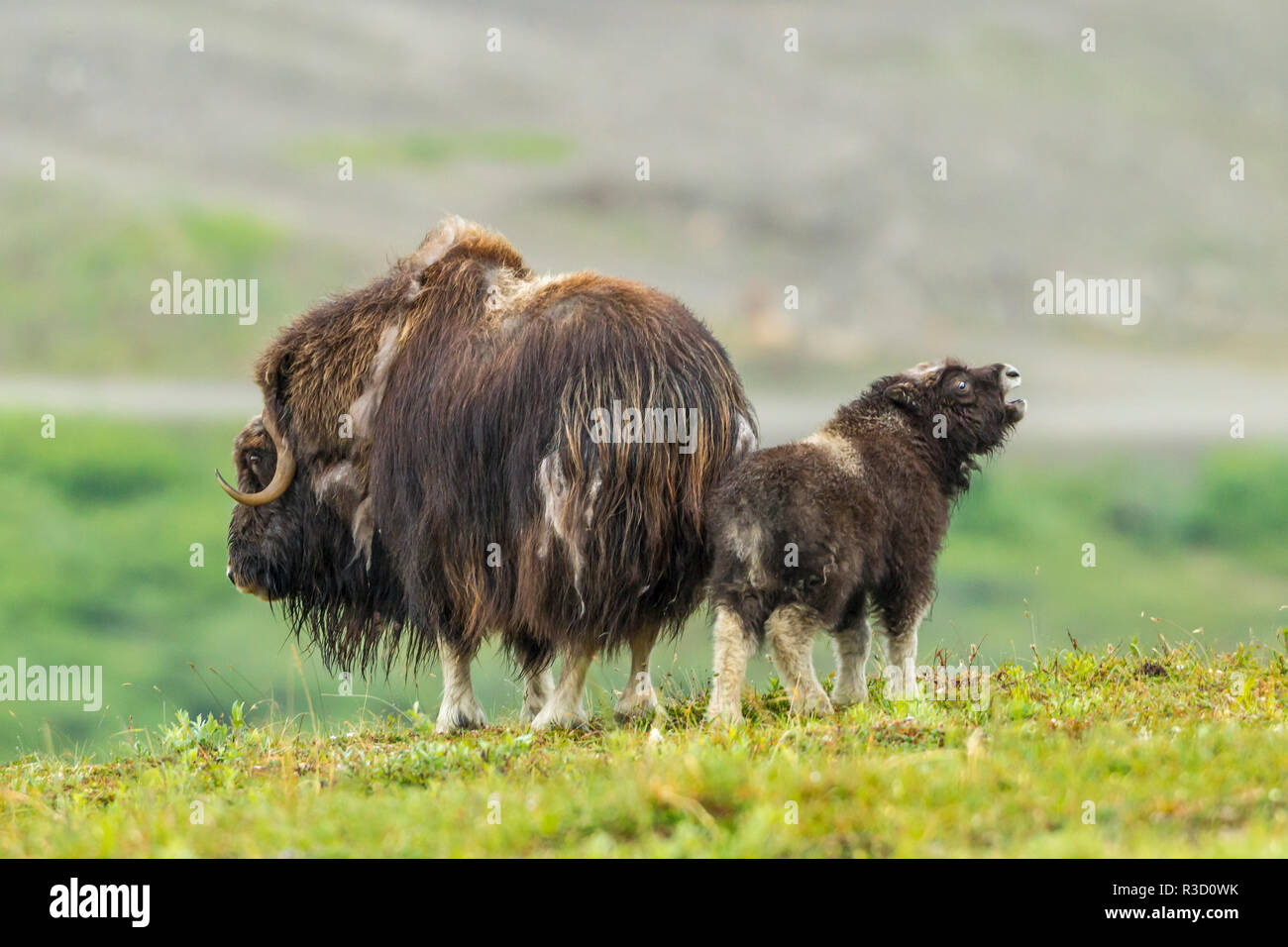 USA, Alaska, Nome. Musk ox cow and crying calf Stock Photo - Alamy