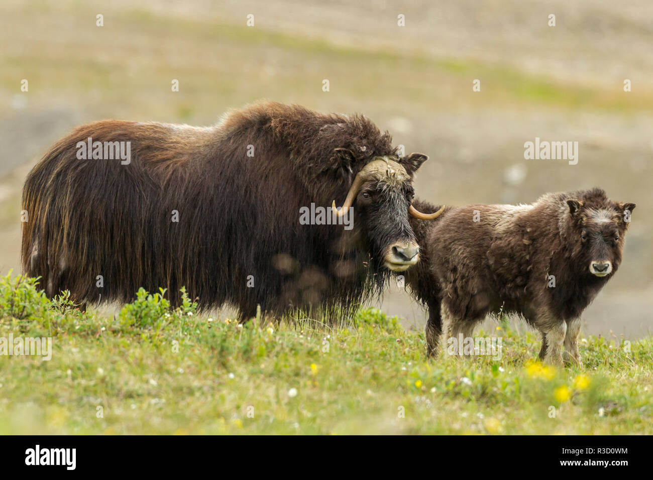 Cow musk ox hi-res stock photography and images - Alamy