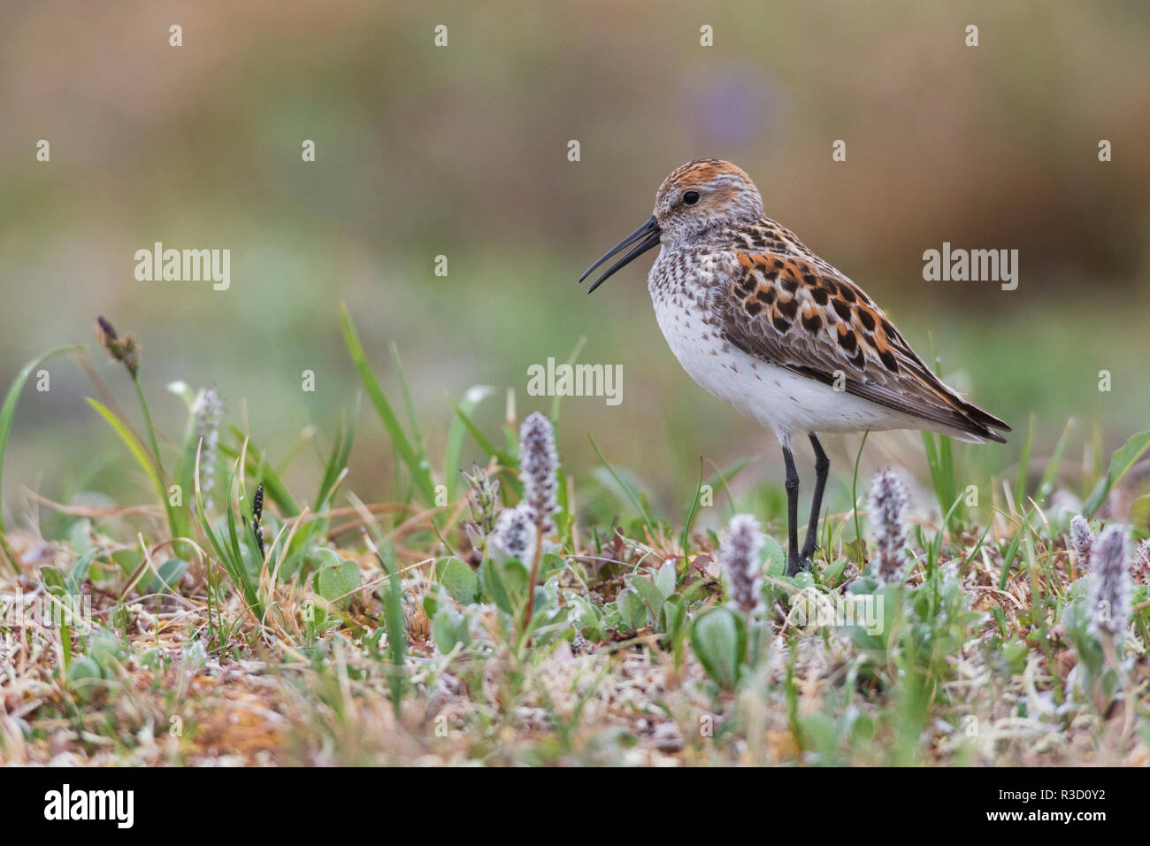 Western sandpiper, calling on arctic nesting grounds Stock Photo - Alamy