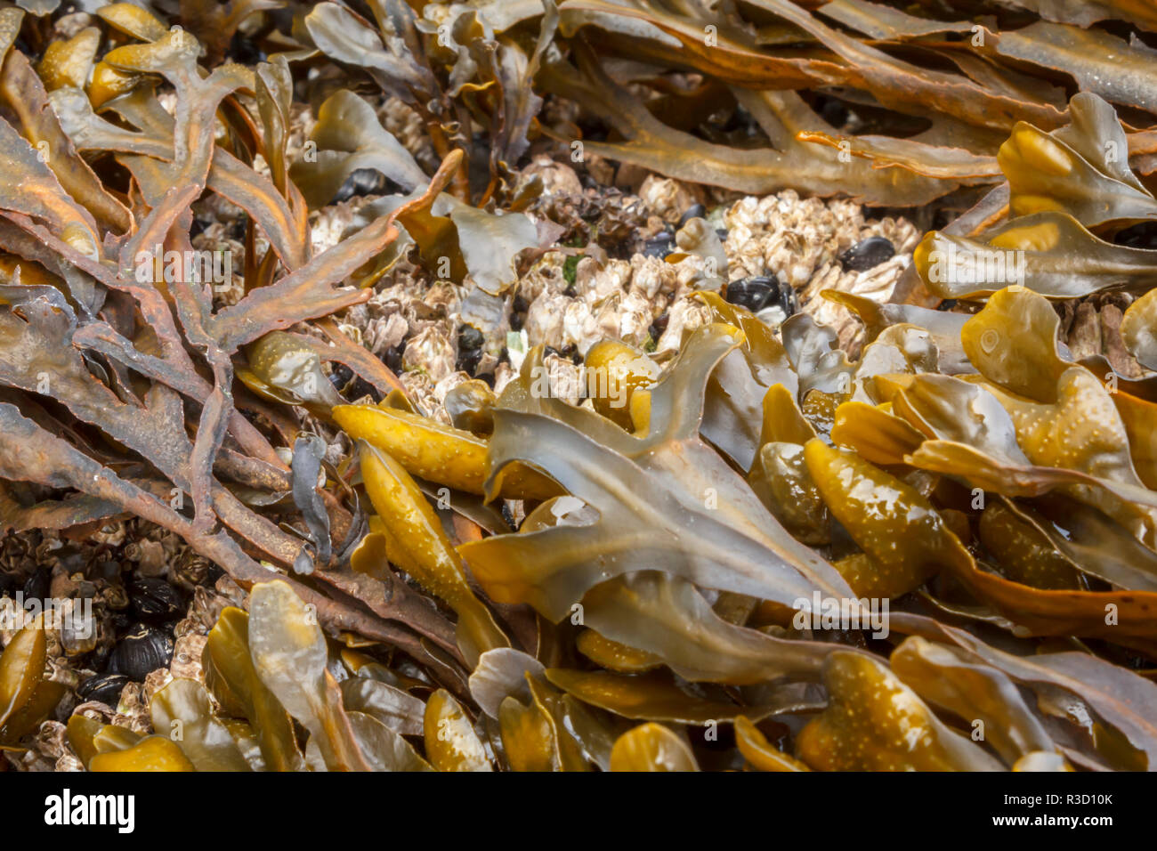 USA, Alaska. Barnacles and muscles peek through a bed of algae on a ...
