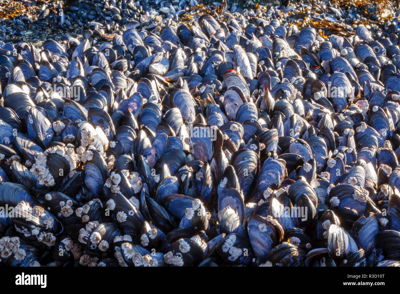 USA, Alaska. A bed of blue mussels on the beach at low tide Stock Photo ...