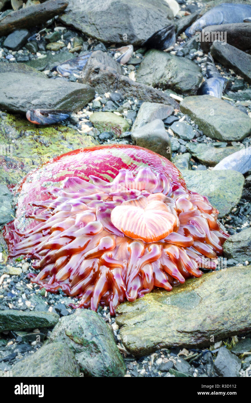 USA, Alaska. A Christmas anemone open and spread on the beach at low ...