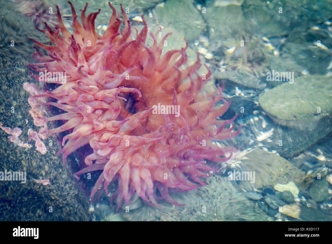 Christmas anemone alaska hi-res stock photography and images - Alamy