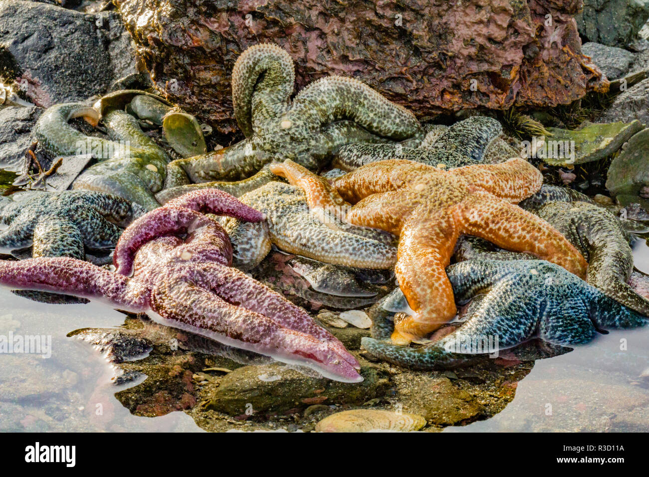 Danita delimont creative Stock Photos & Images from Alamy