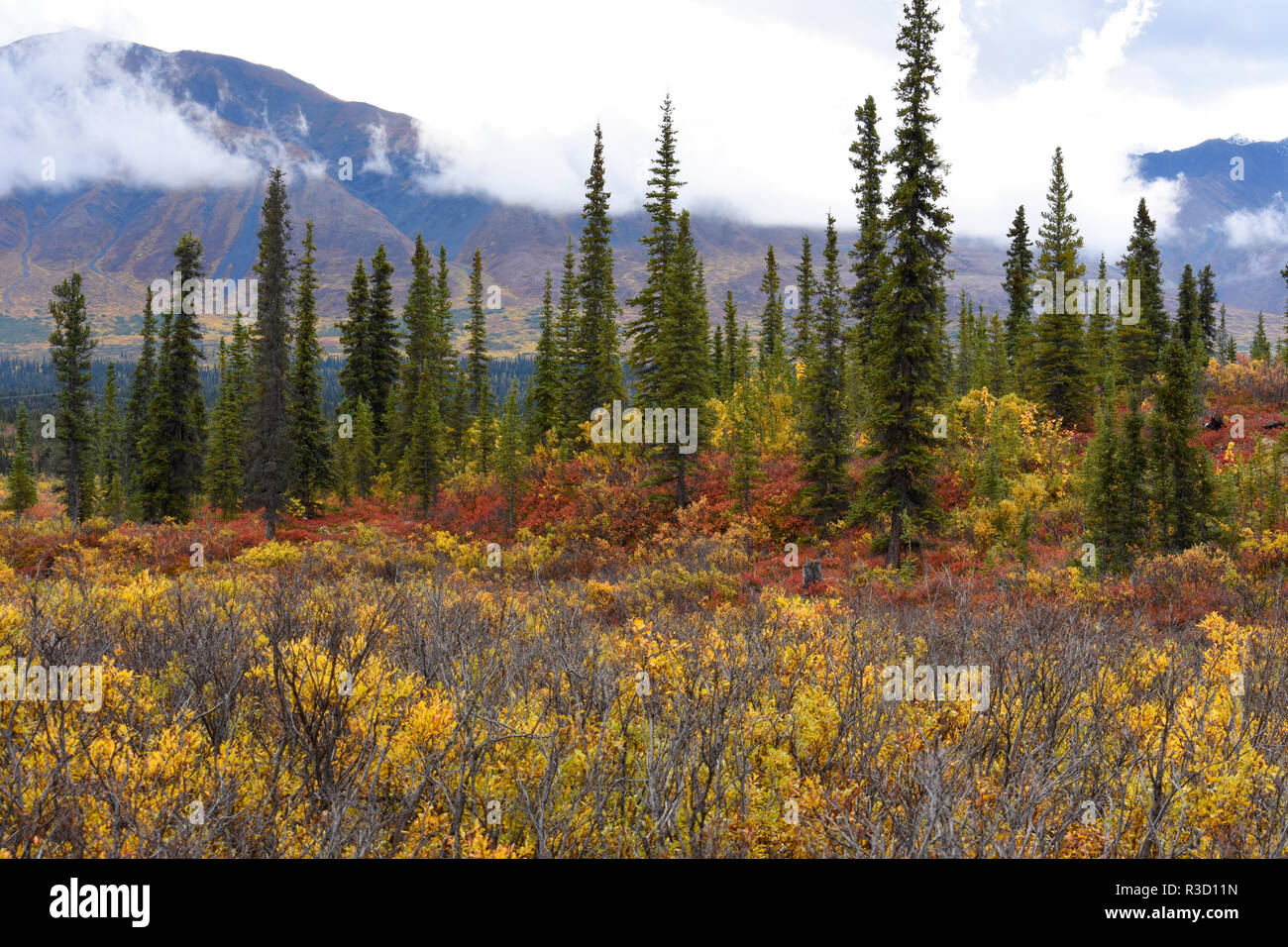 USA, Alaska, Denali Highway scenery in the fall Stock Photo - Alamy