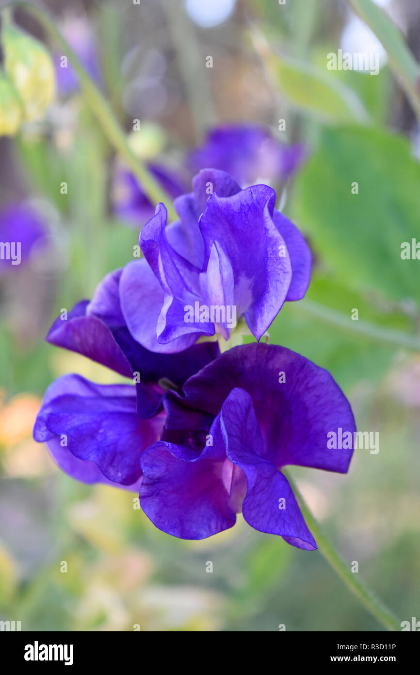 USA, Alaska, Fairbanks. Snap pea blossom Stock Photo - Alamy