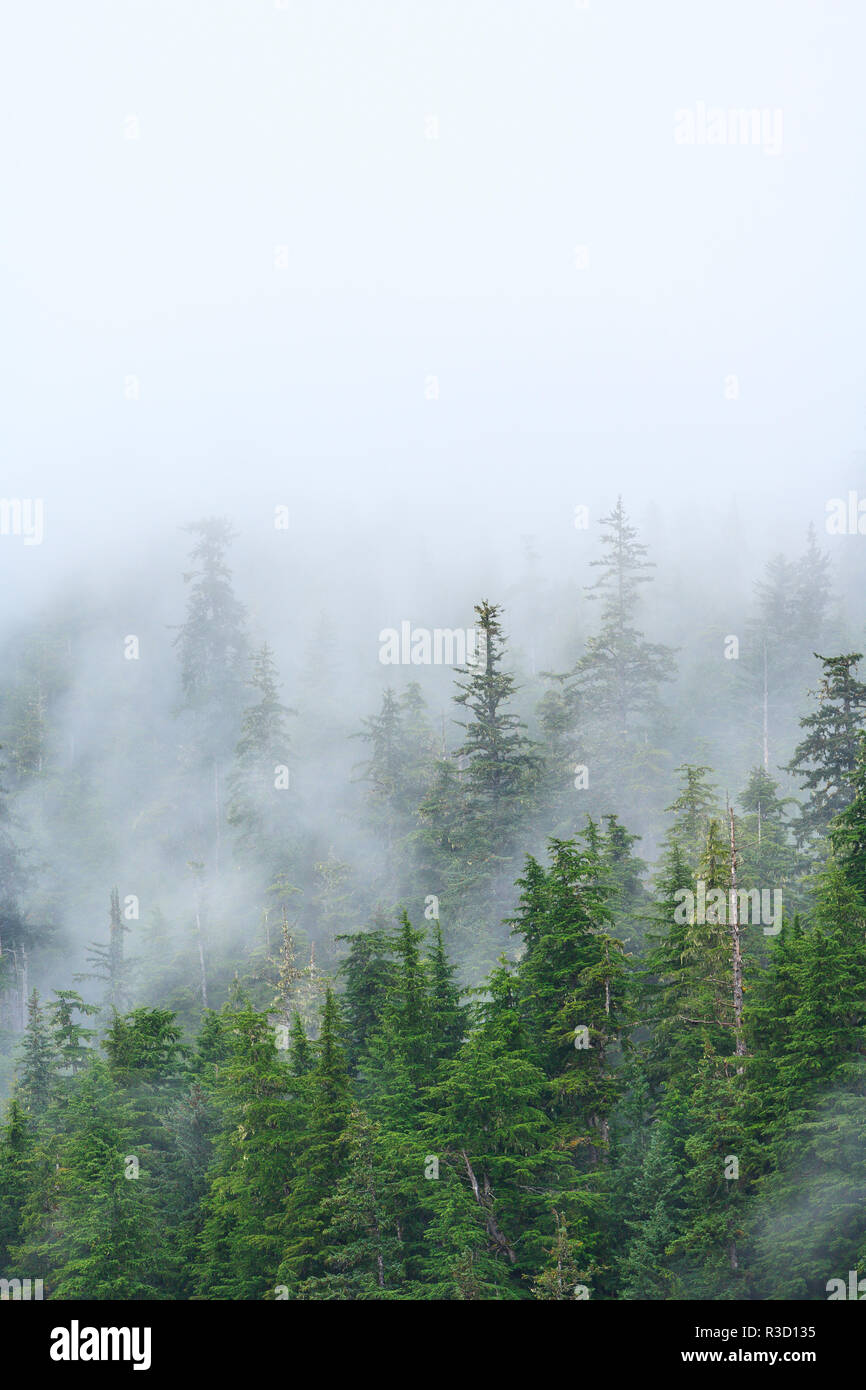 Fog and Spruce Trees near Pybus Bay, Inside Passage, Alaska, USA Stock ...