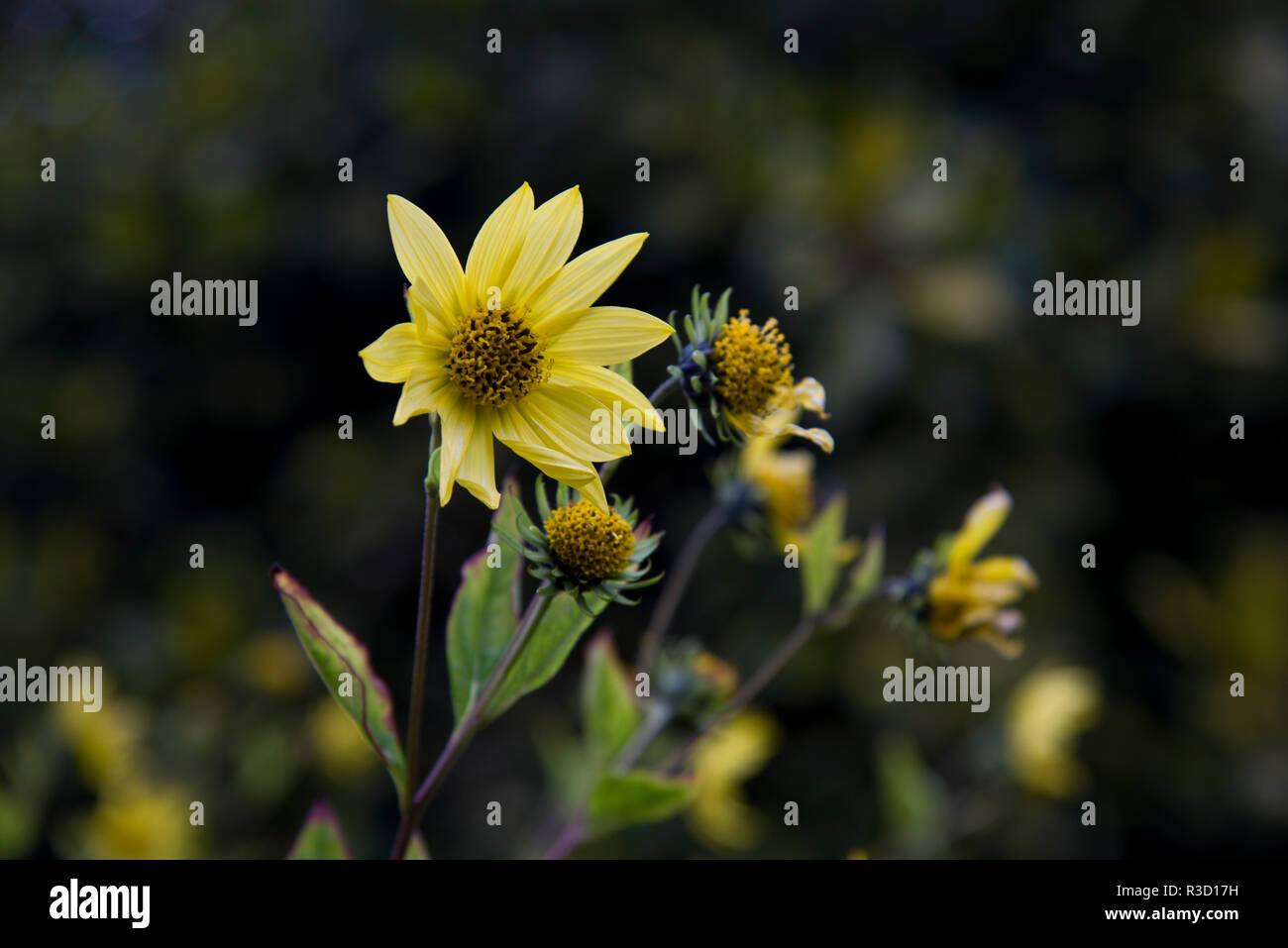 helianthus lemon queen Stock Photo - Alamy