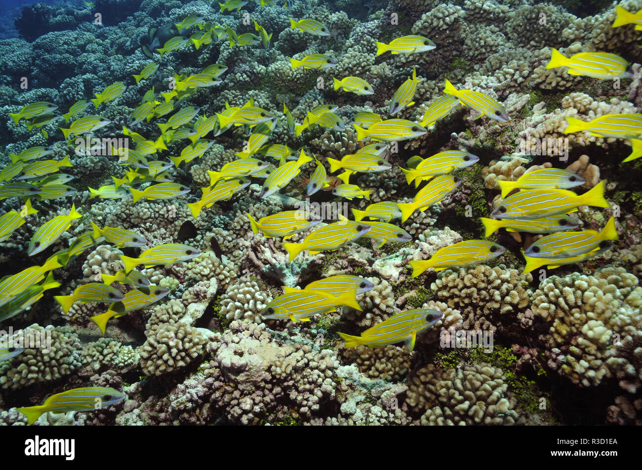 Bengalen hi-res stock photography and images - Alamy