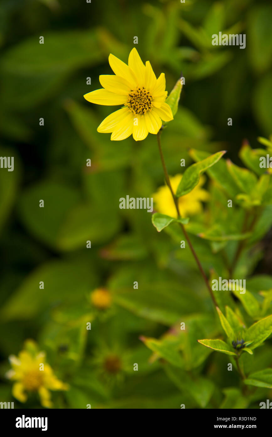 helianthus lemon queen Stock Photo - Alamy