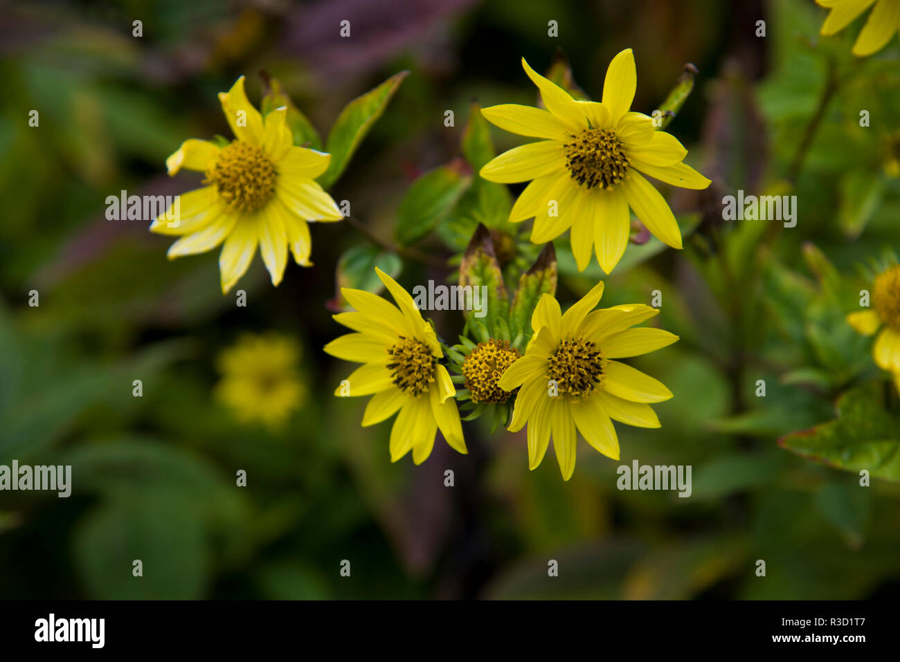 helianthus lemon queen Stock Photo - Alamy