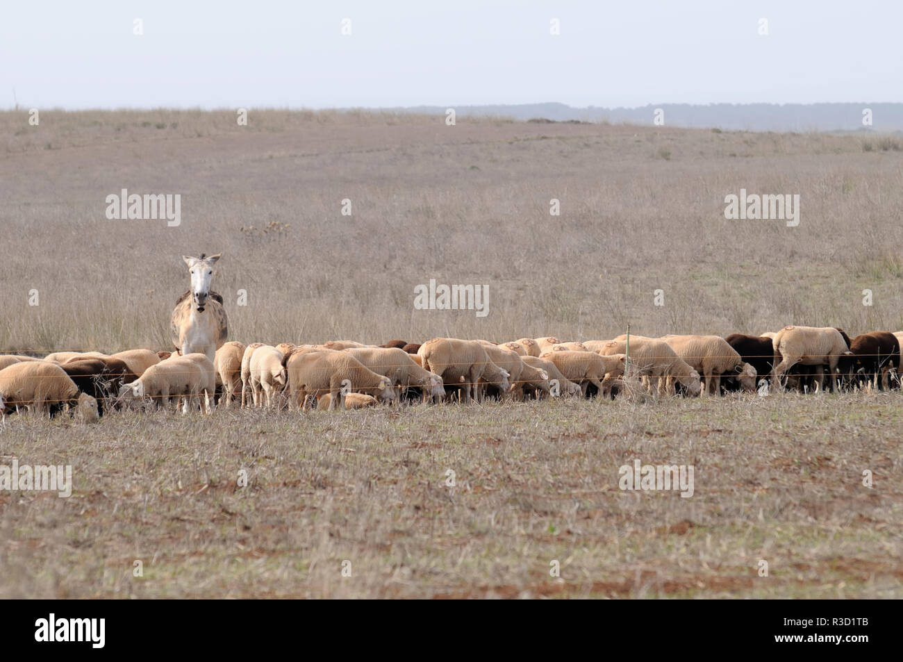 Donkey guard hi-res stock photography and images - Alamy